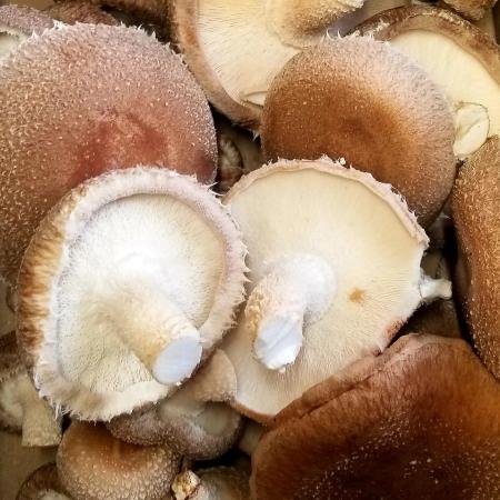 Shiitake Mushroom – Bone-In Food